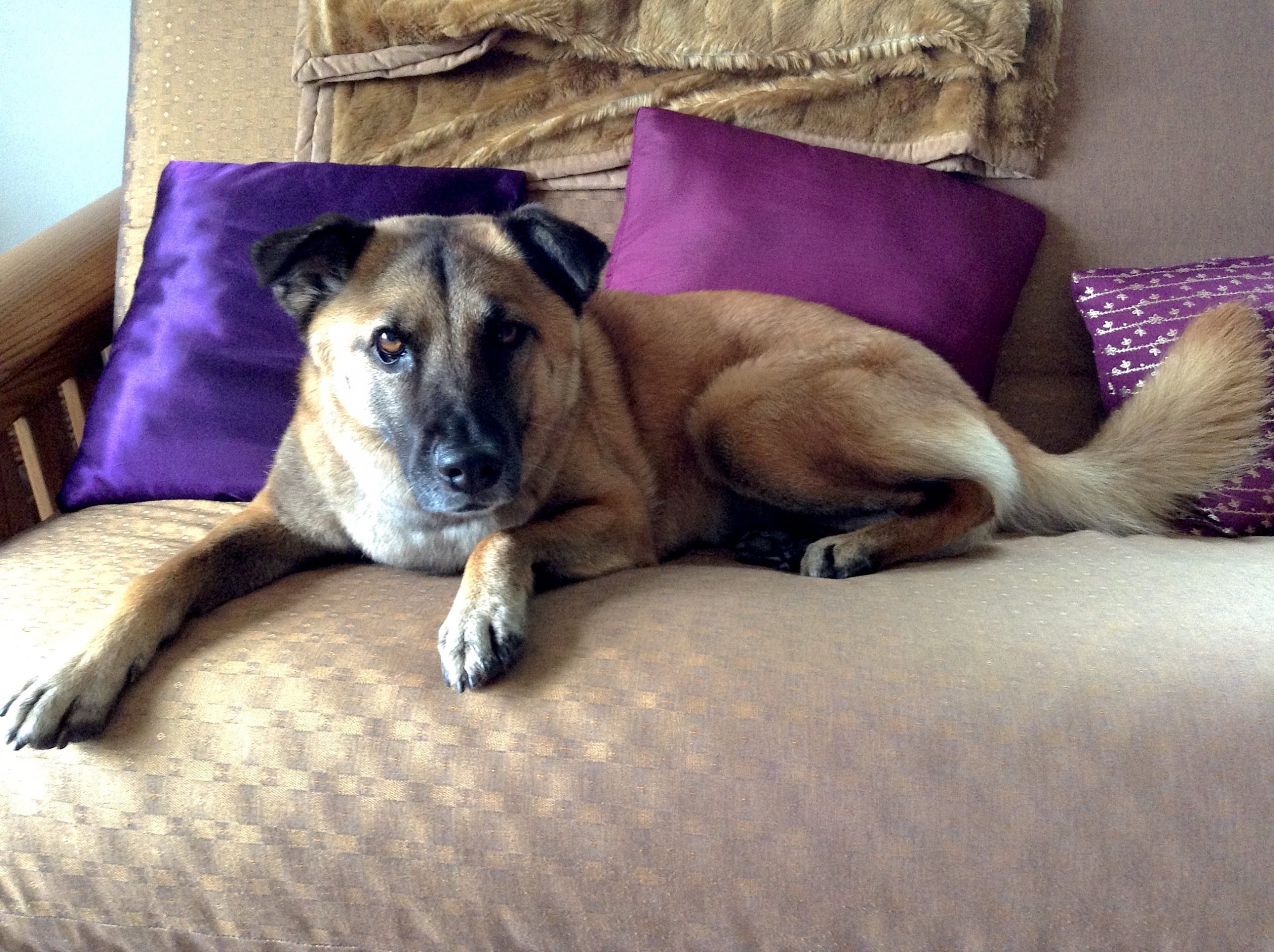 Homemade Dog Food - Well Rounded Guru